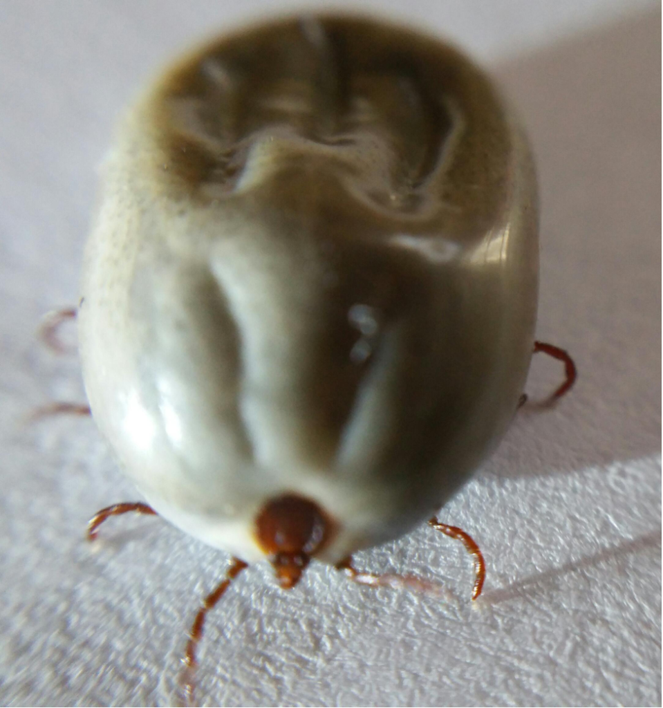 Know Your Pests – Prestige Pest Solutions of New England